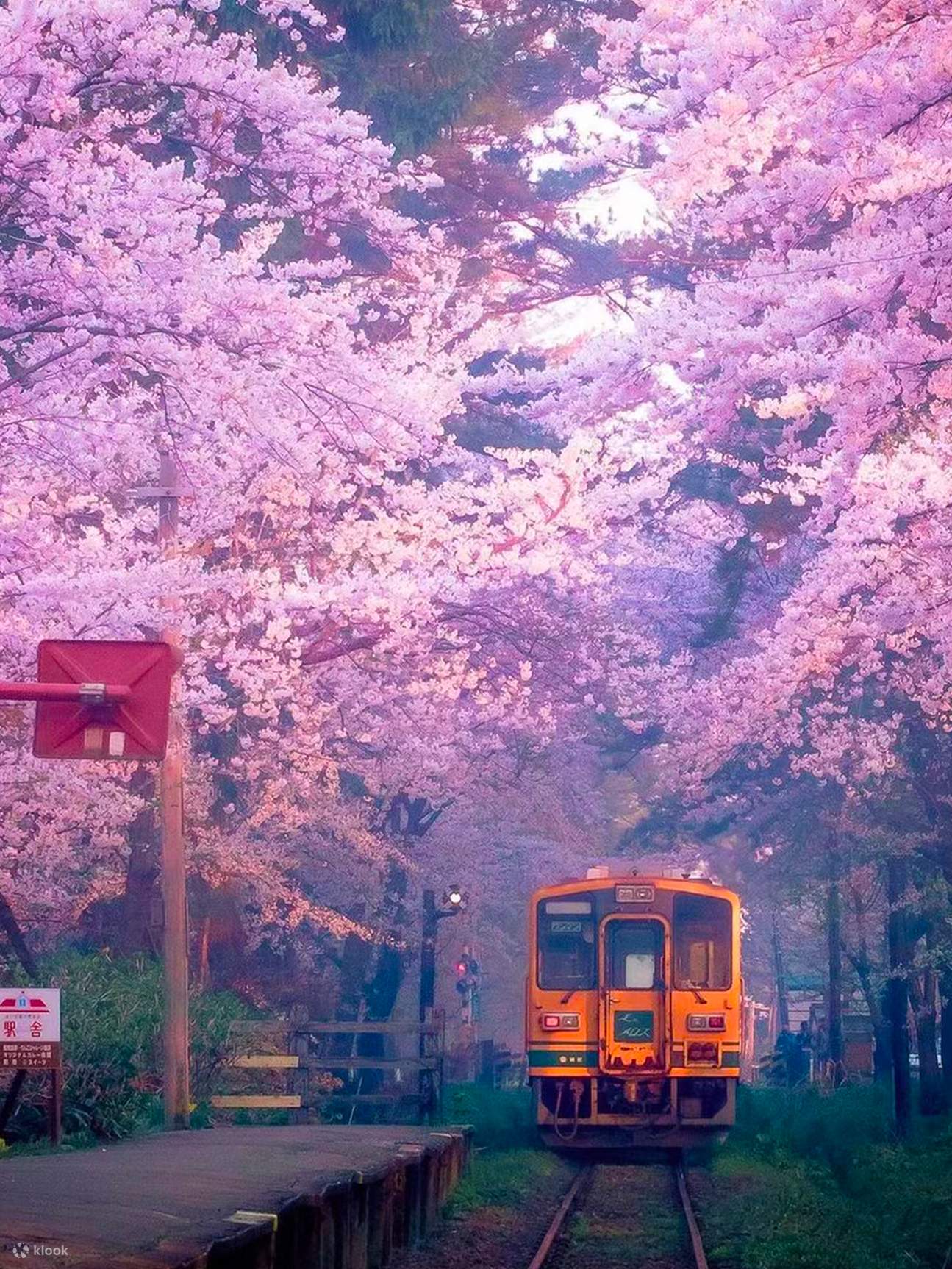 [Kyoto Cherry Blossom Viewing] Nara Park & Arashiyama Train & Fushimi ...